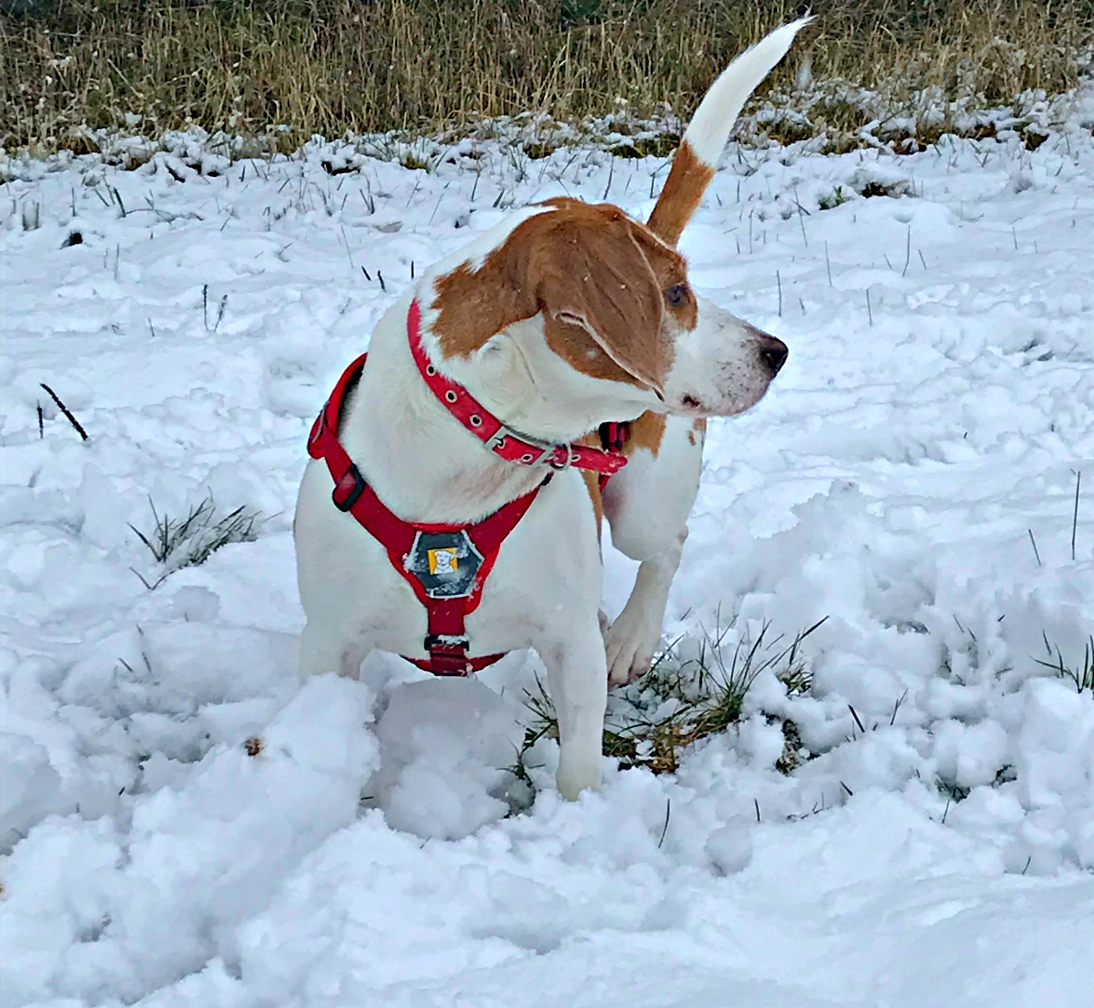 Reasons to be Cheerful – Bonnie’s First Snow – Picking the Day